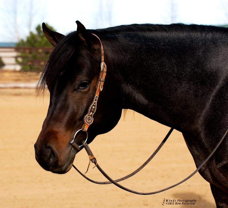 Missouri Gold Rush Blue Roan AQHA Stallion at Five Star Stables